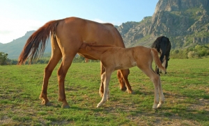 Le poulinage et le nouveau-né - Hôpital Vétérinaire de Sherbrooke